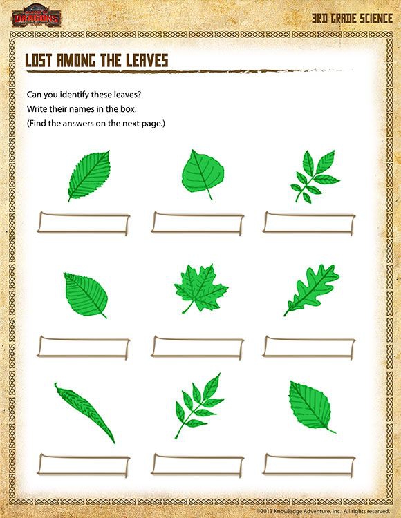 Leaf Shapes Worksheets 99Worksheets