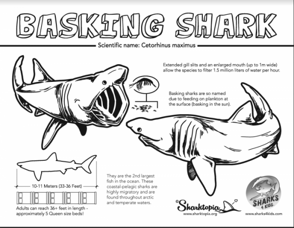 Basking Shark Life Cycle