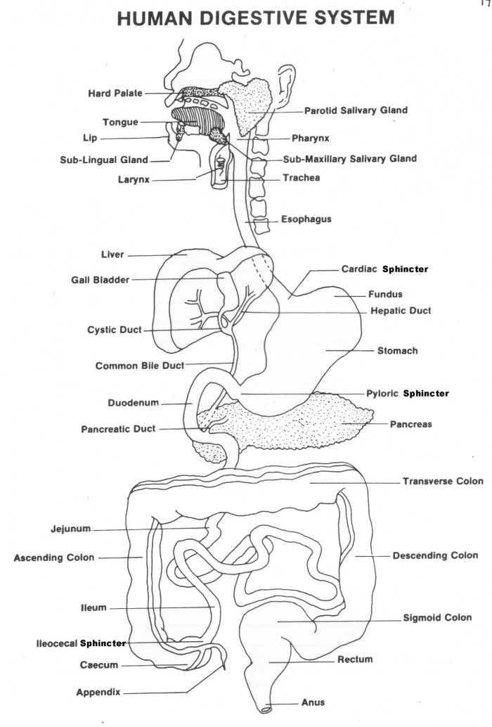 Digestive System Diagram Worksheet 0460
